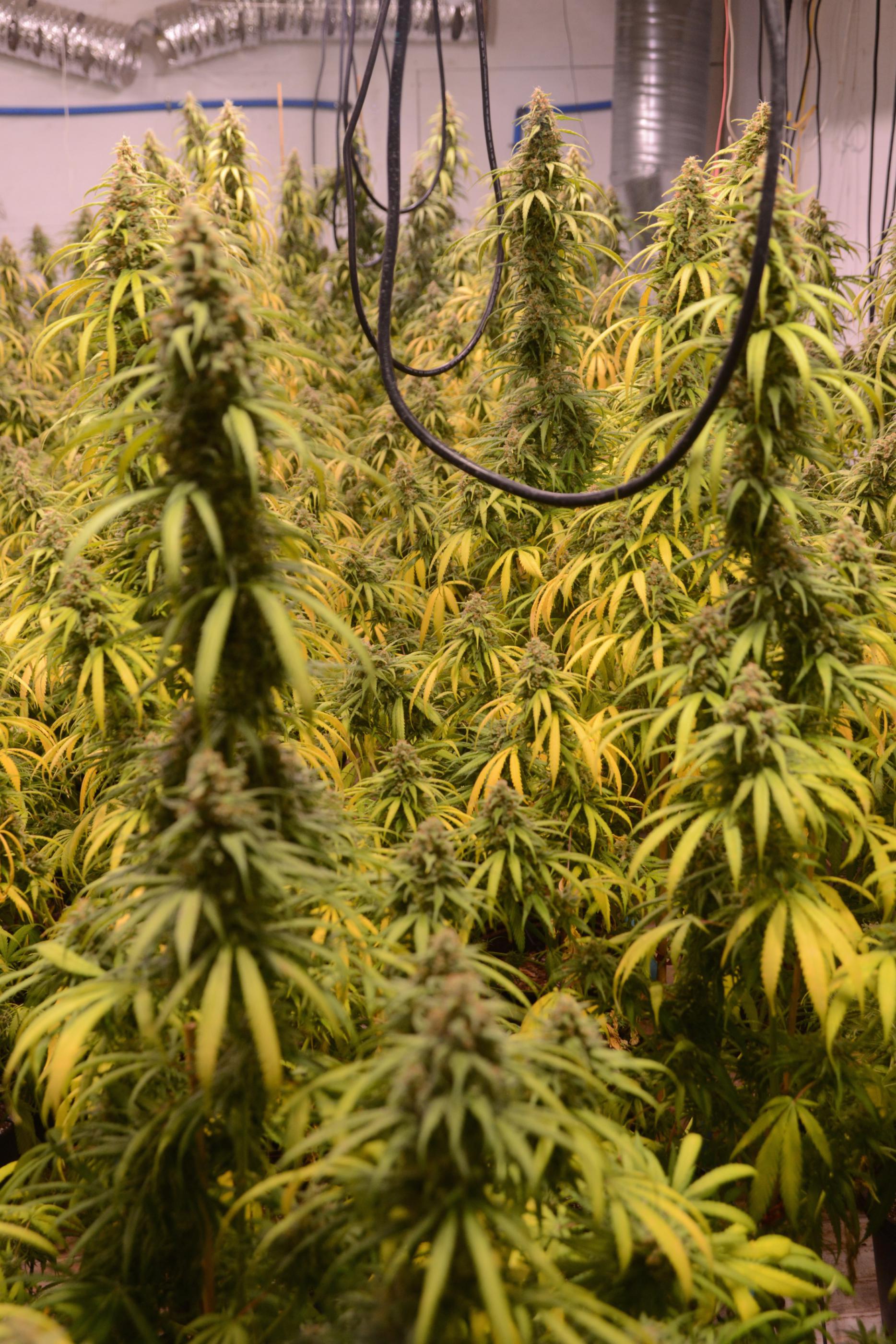 CBD Afghani - Cannabis Seeds | Great Gardener